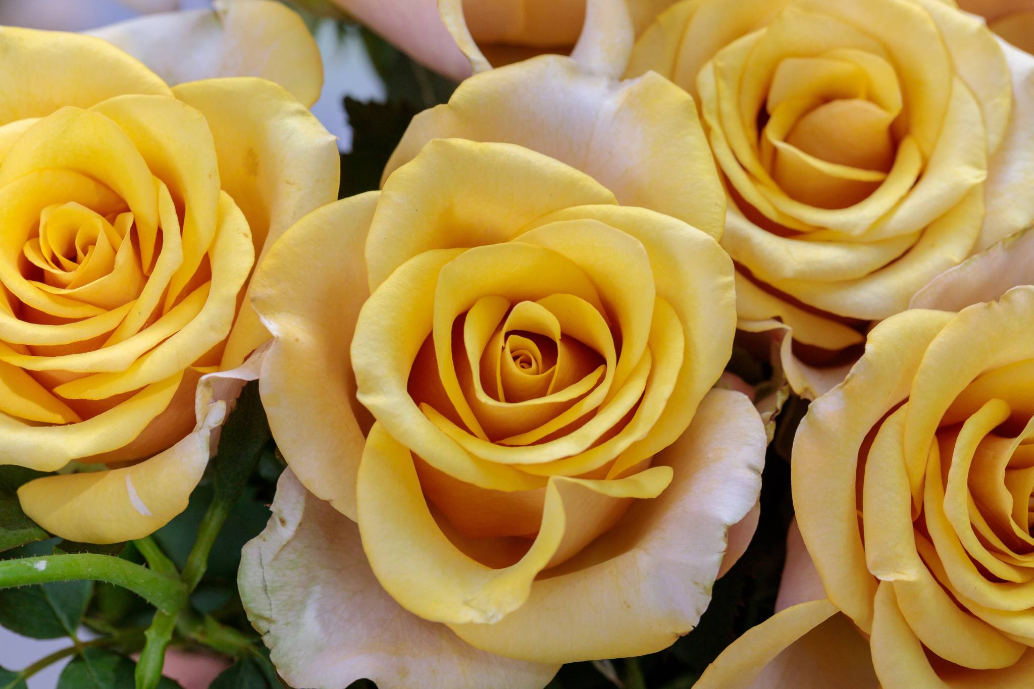 Stéphane Plaza : et maintenant, une rose ! - MySweetimmo